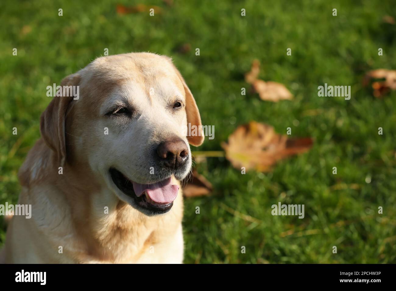 Happy yellow Labrador on green grass outdoors. Space for text Stock ...