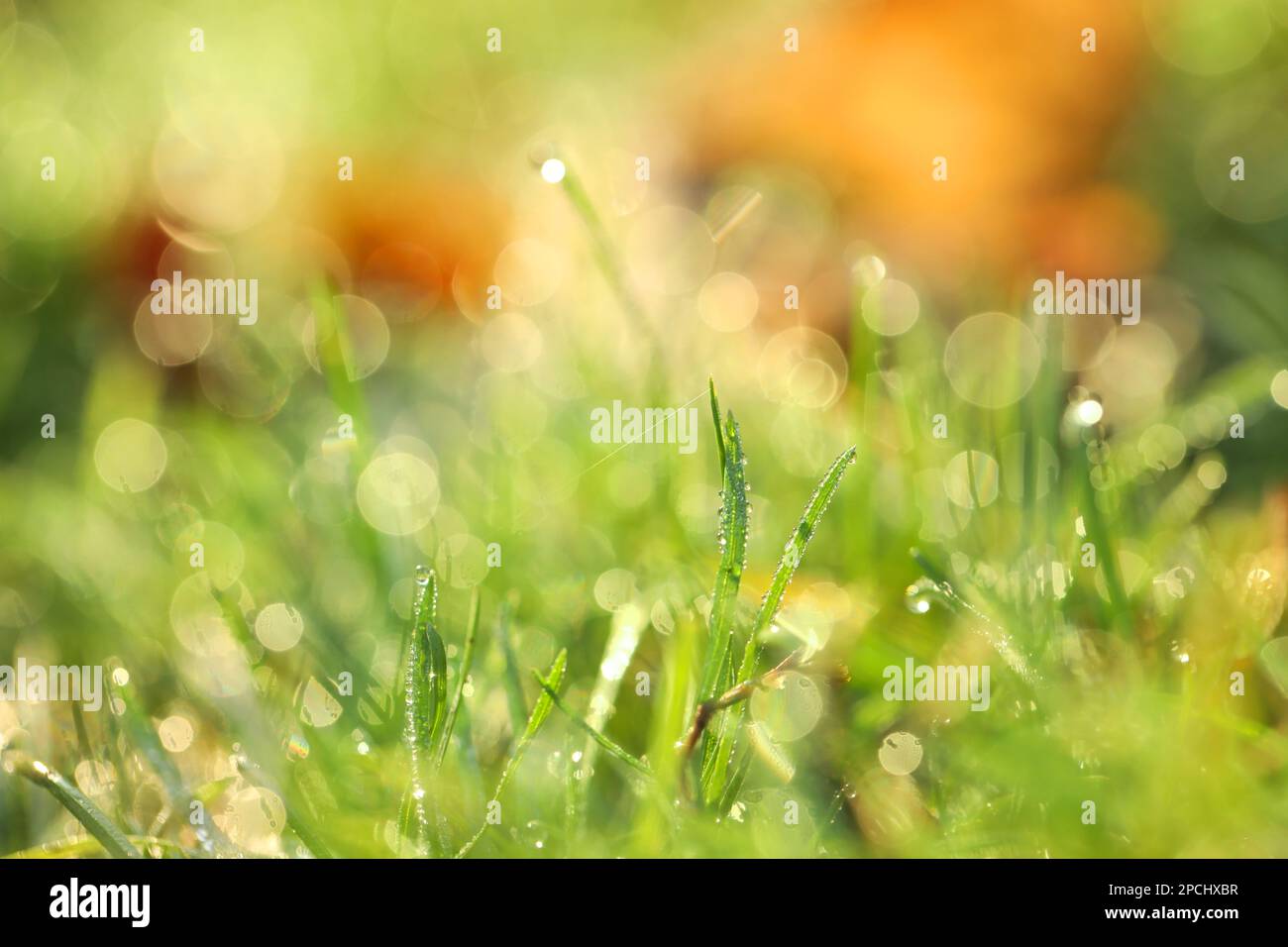Green grass with morning dew outdoors, closeup Stock Photo - Alamy