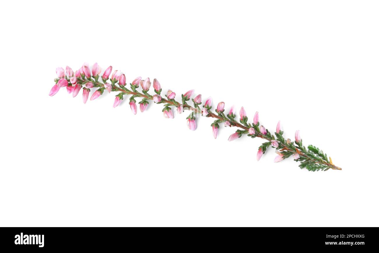 Sprig of heather with beautiful flowers isolated on white Stock Photo ...