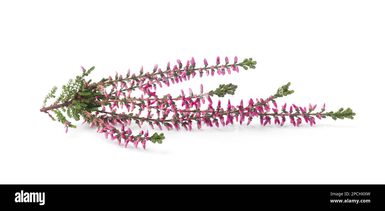 Branch of heather with beautiful flowers isolated on white Stock Photo ...