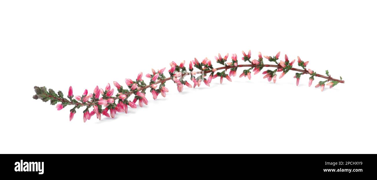 Heather sprig Cut Out Stock Images & Pictures - Alamy