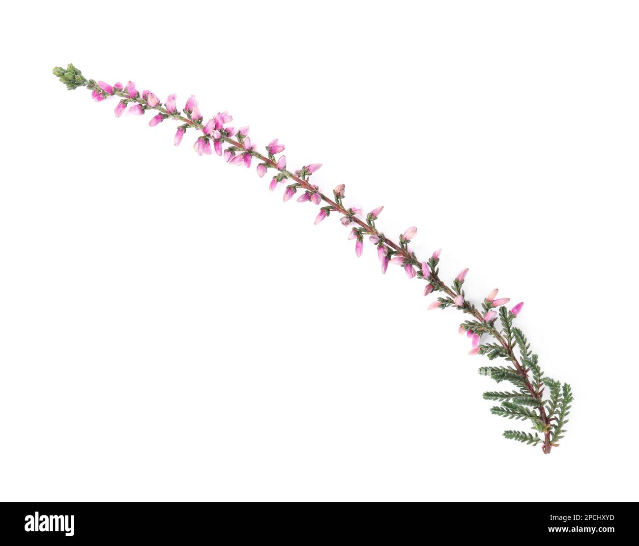 Heather sprig Cut Out Stock Images & Pictures - Alamy