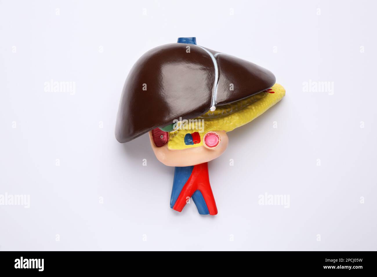 Model of liver on white background, top view Stock Photo - Alamy
