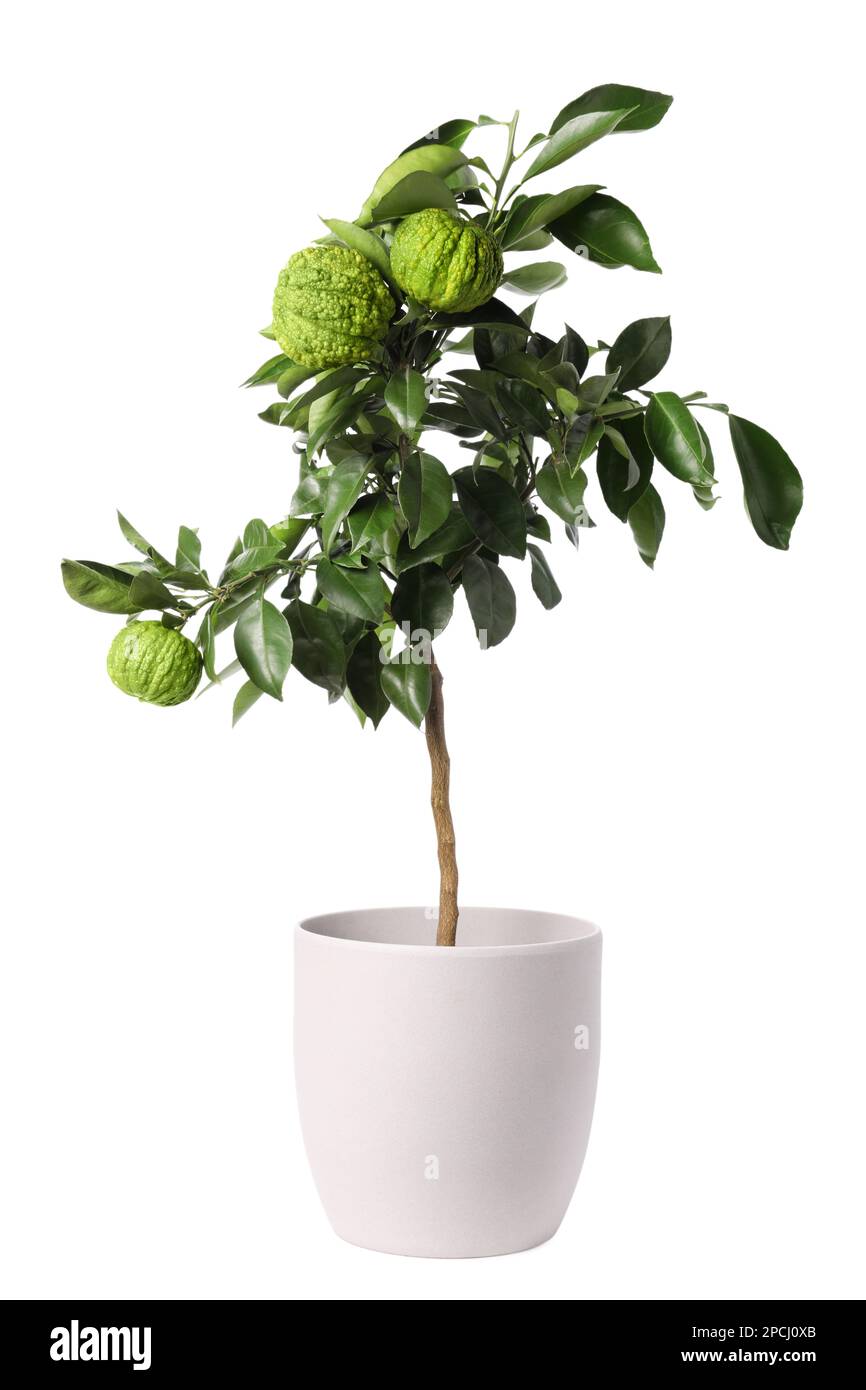 Bergamot tree with fruits in pot on white background Stock Photo - Alamy