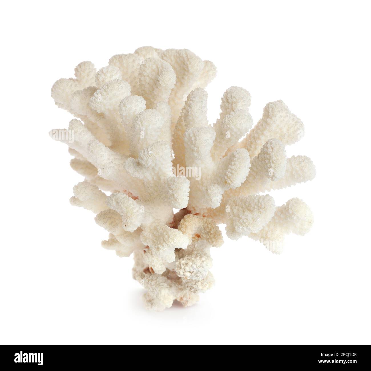 Beautiful exotic sea coral isolated on white Stock Photo - Alamy