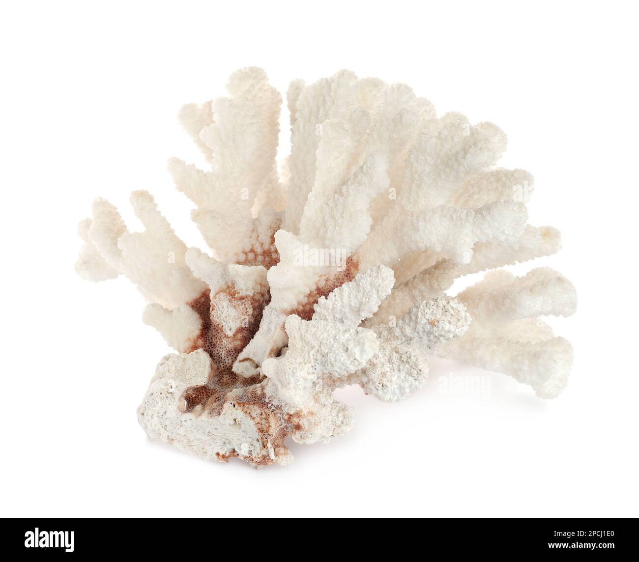 Coral reef rocks sea Cut Out Stock Images & Pictures - Alamy