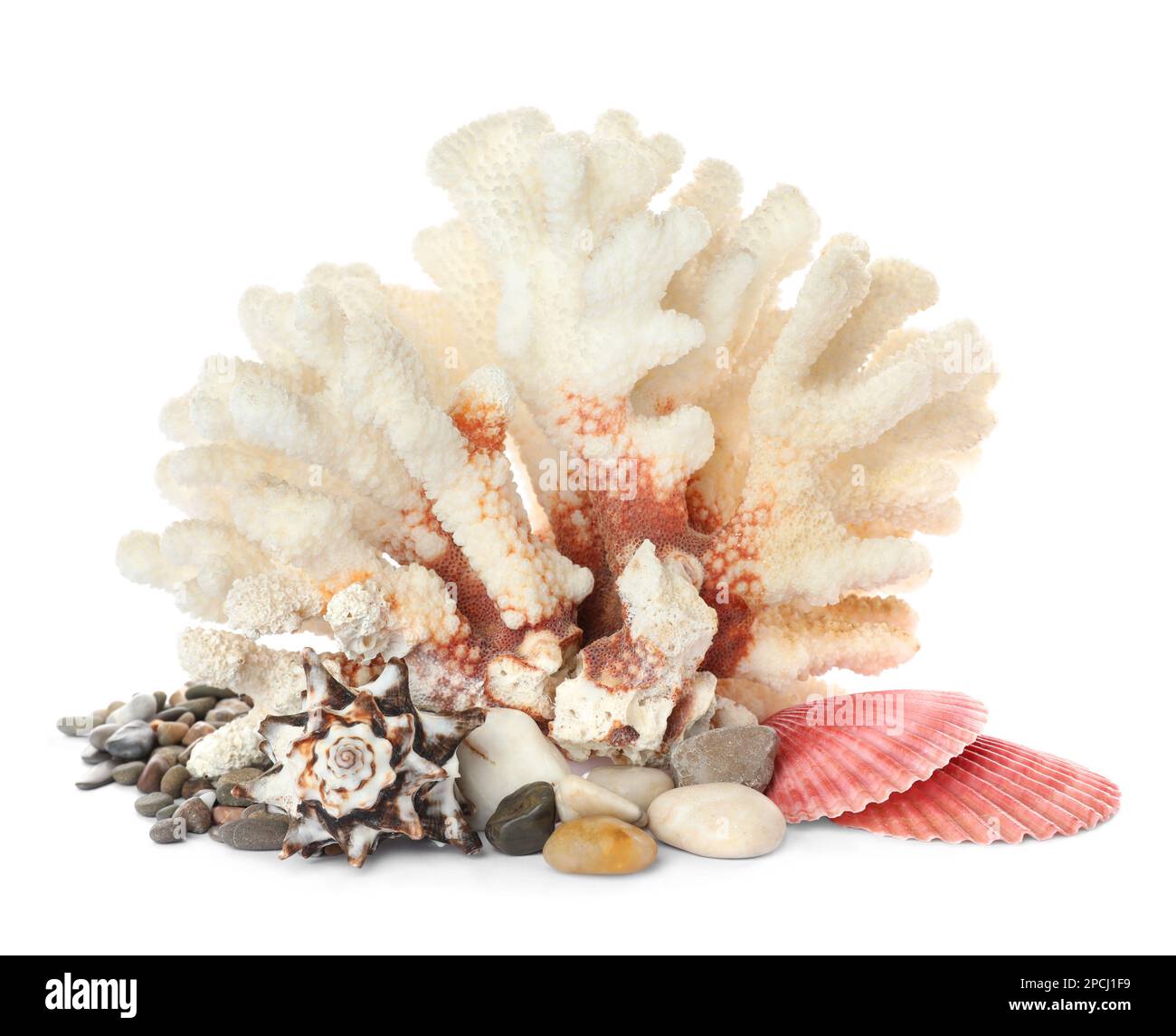 Beautiful exotic sea coral, shells and pebbles on white background ...