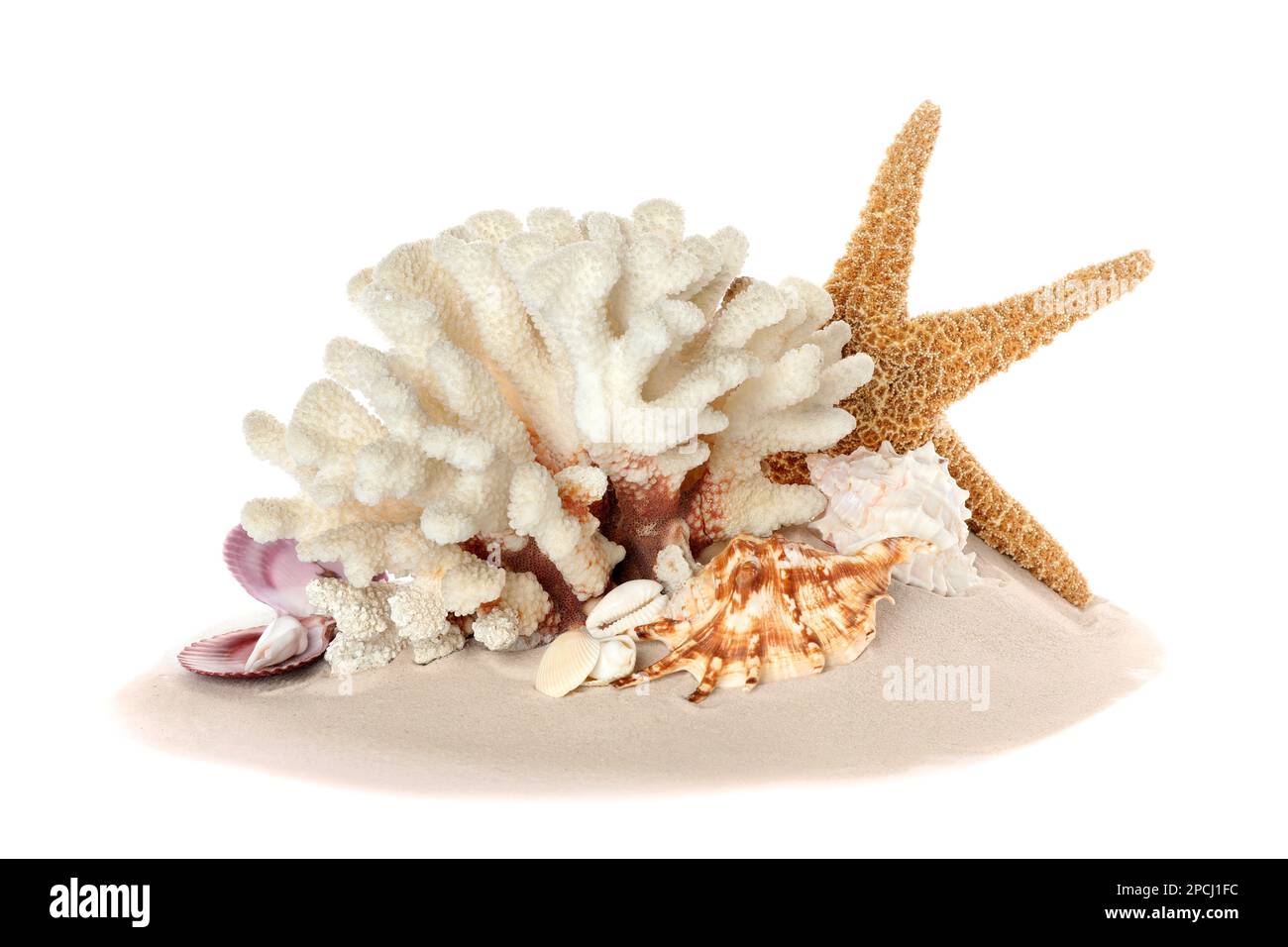 Beautiful exotic sea coral, shells and sand on white background Stock ...