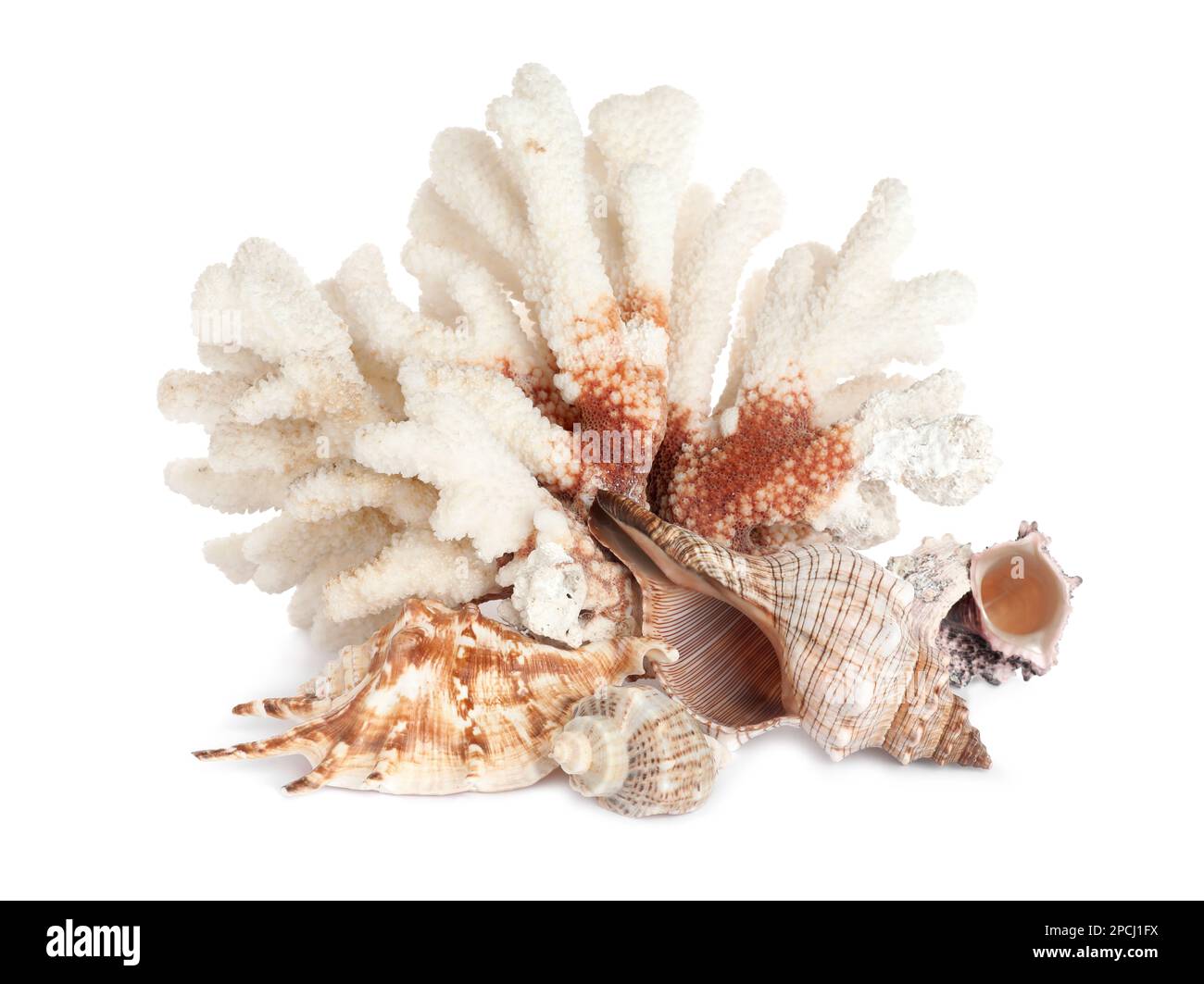 Beautiful exotic sea coral and shells on white background Stock Photo ...