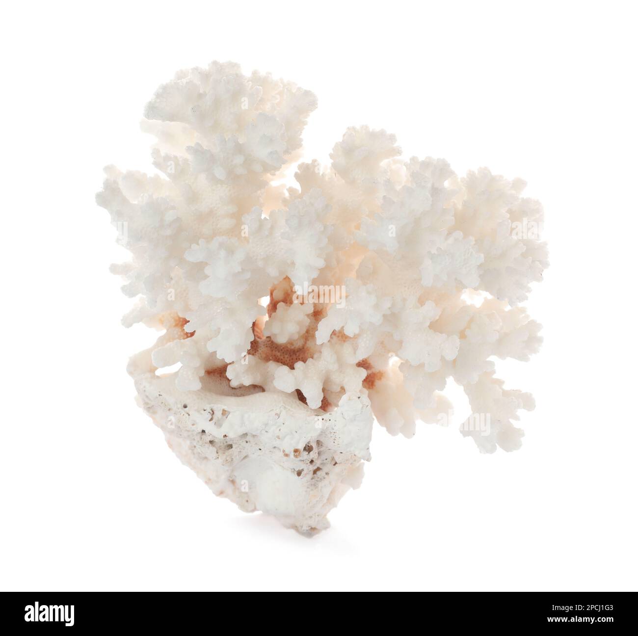 Beautiful exotic sea coral isolated on white Stock Photo - Alamy