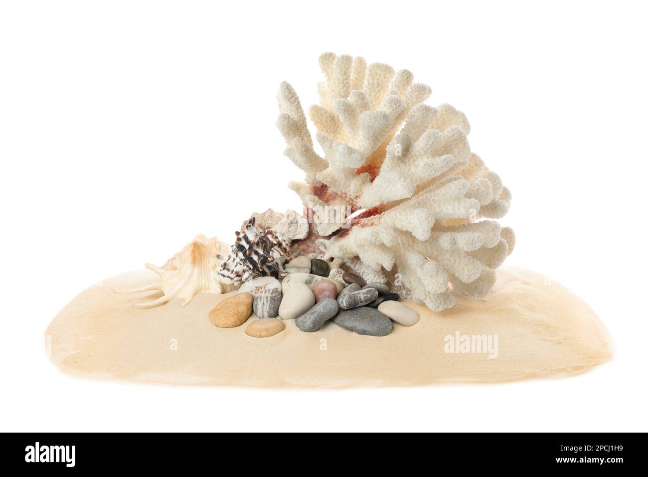 Beautiful exotic sea coral, shells and sand on white background Stock ...