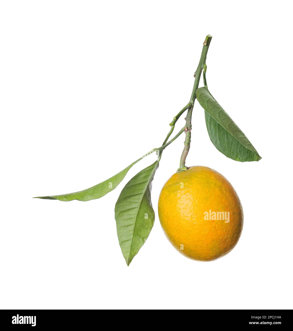 Lemon tree branch with fruit and leaves on white background Stock Photo ...