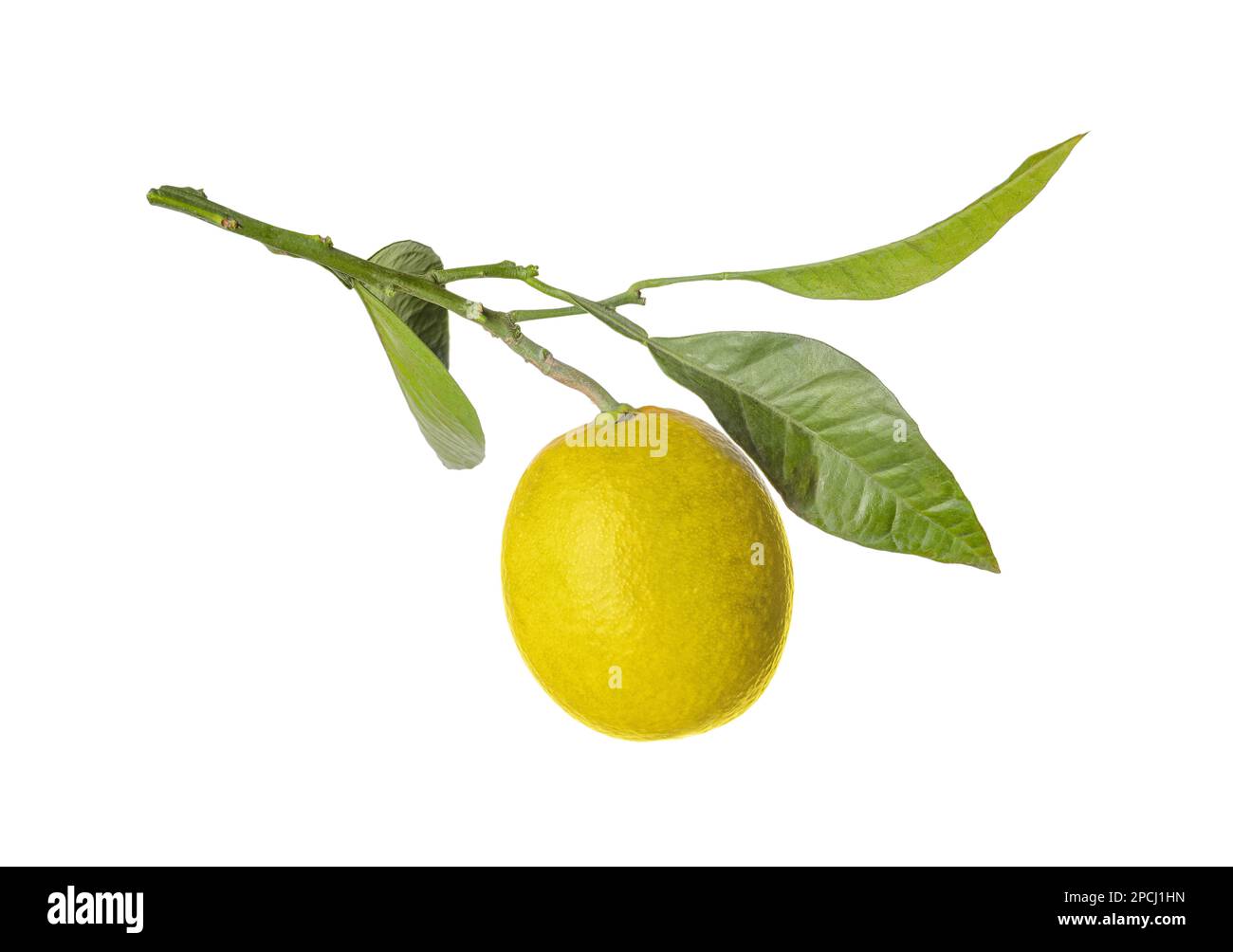 Lemon tree branch with fruit and leaves on white background Stock Photo ...