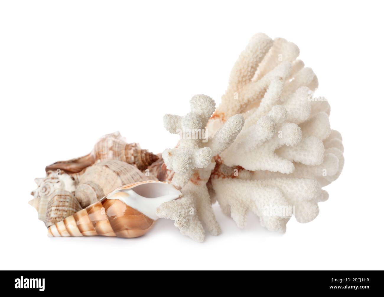 Gorgonian on coral reef Cut Out Stock Images & Pictures - Alamy