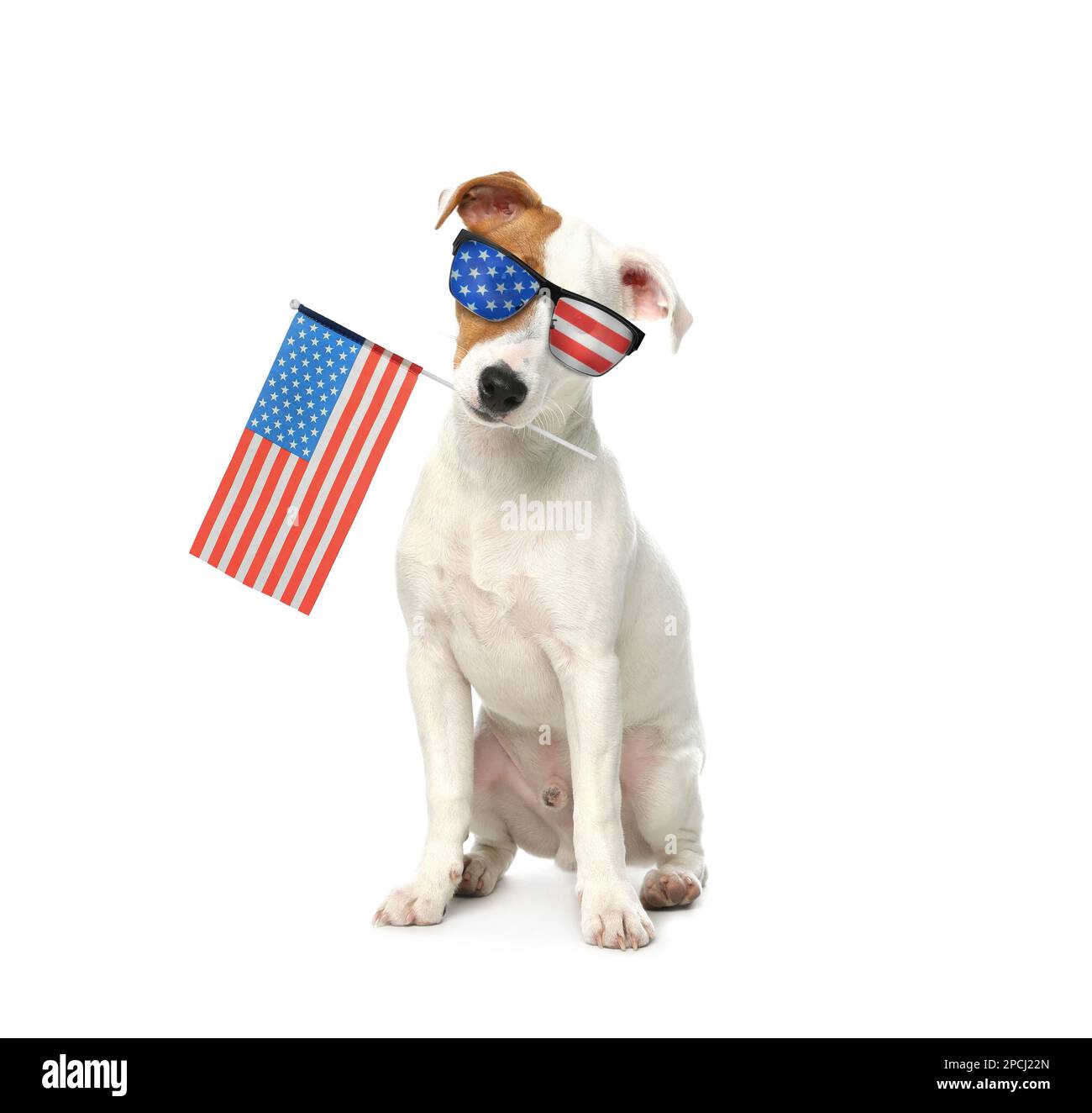 4th of July - Independence Day of USA. Cute dog with sunglasses and ...