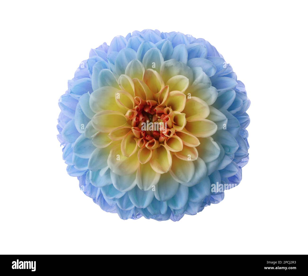Beautiful light blue and yellow dahlia flower on white background Stock ...