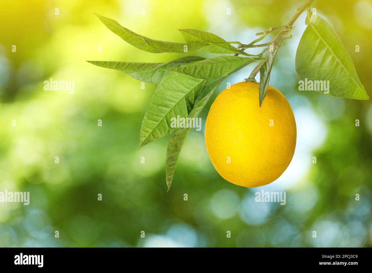 Lemon tree branch with ripe fruit outdoors. Bokeh effect Stock Photo ...