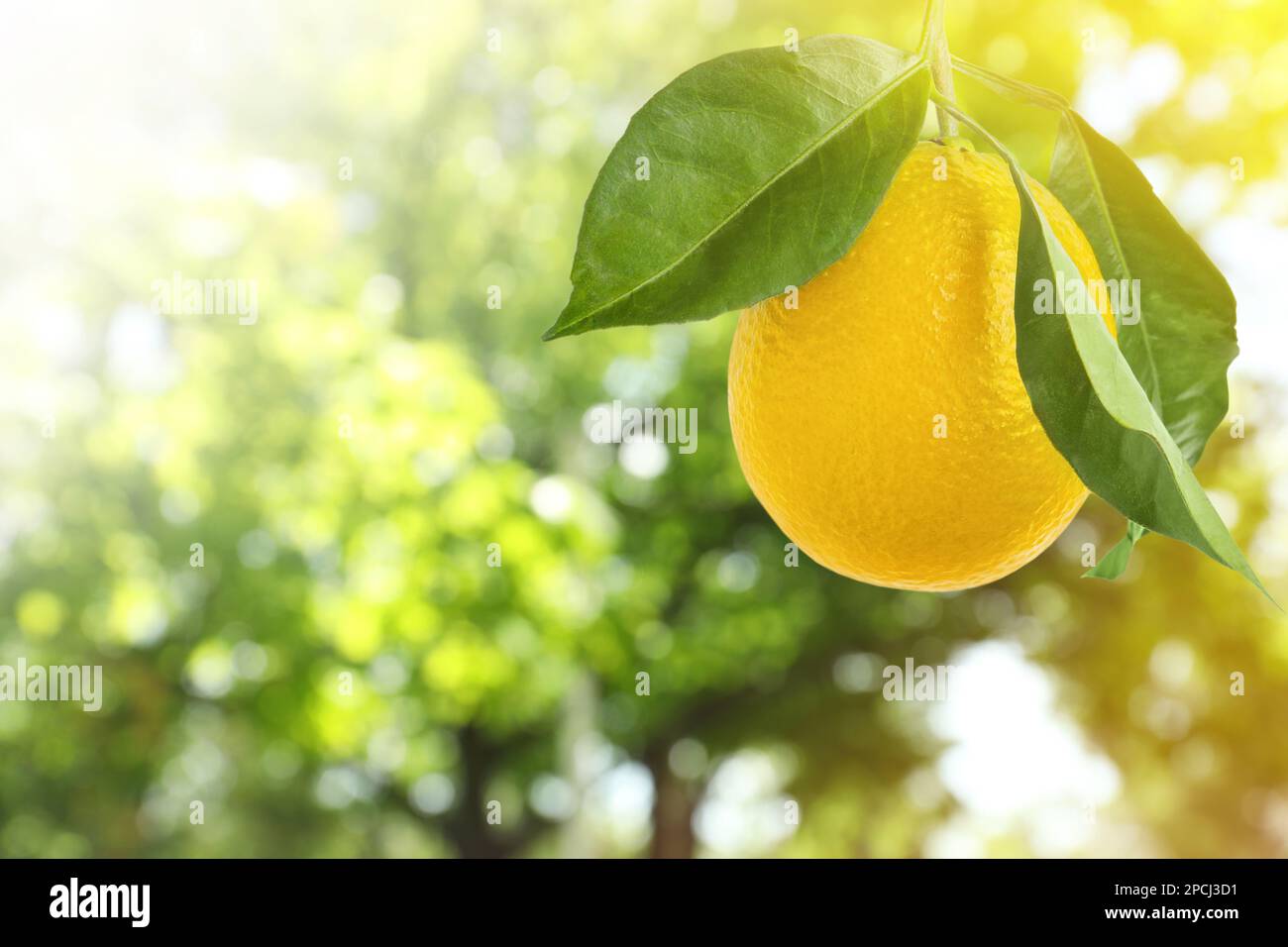 Lemon tree branch with ripe fruit outdoors. Bokeh effect Stock Photo ...