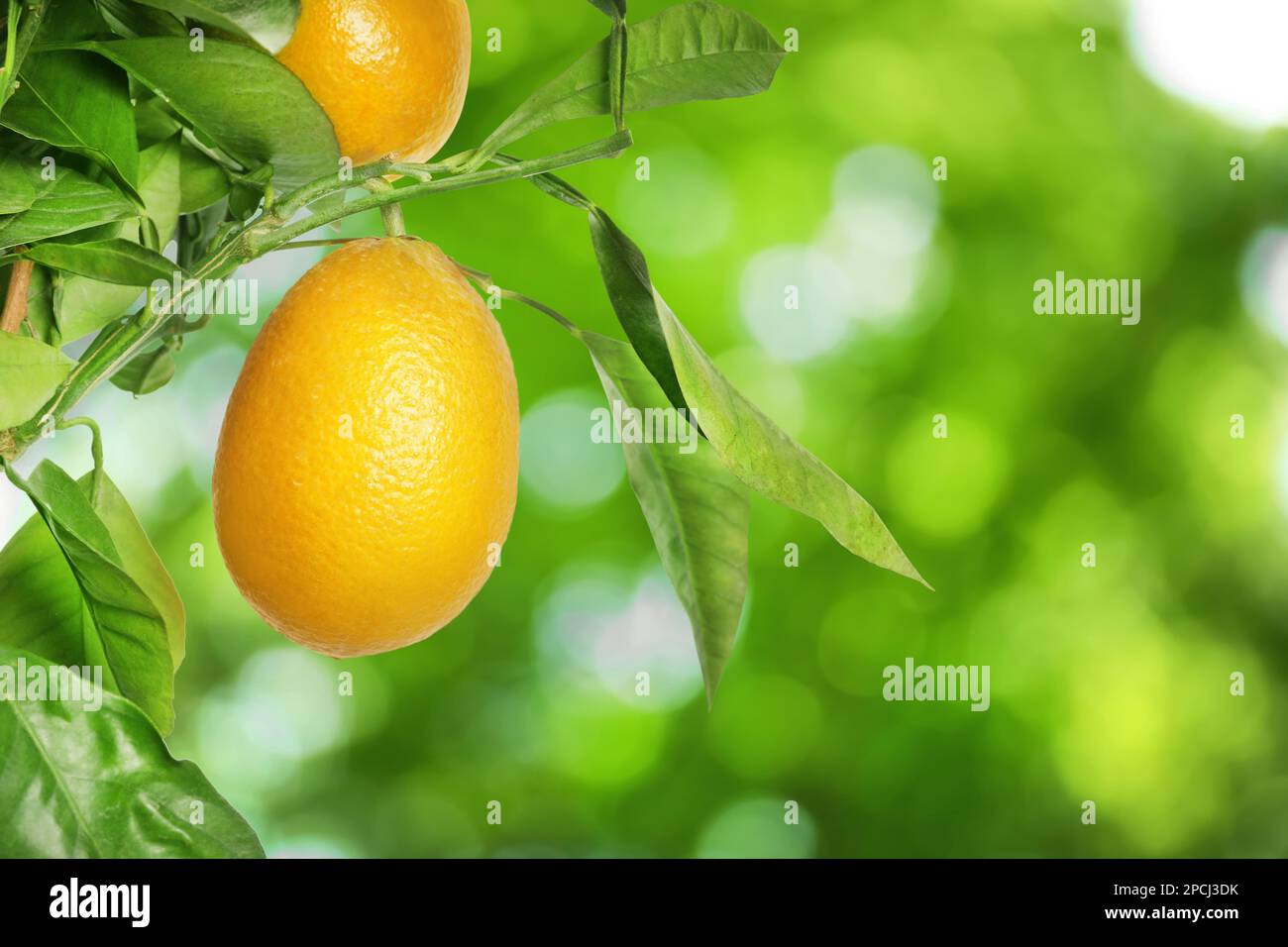 Lemon tree branches with ripe fruits outdoors. Bokeh effect Stock Photo ...
