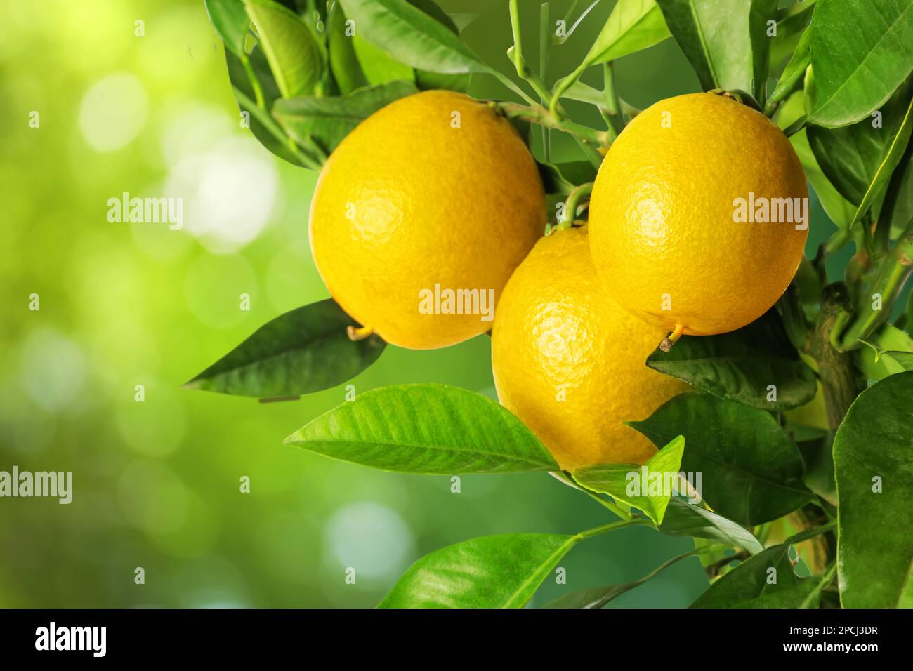 Lemon tree branches with ripe fruits outdoors. Bokeh effect Stock Photo ...