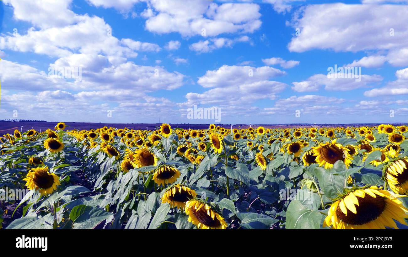 Sunflower Field Sunshine Sunshine Daydream Sunflower Field Red Fabric