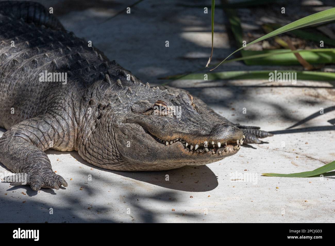 American alligator lounging in the sun Stock Photo - Alamy