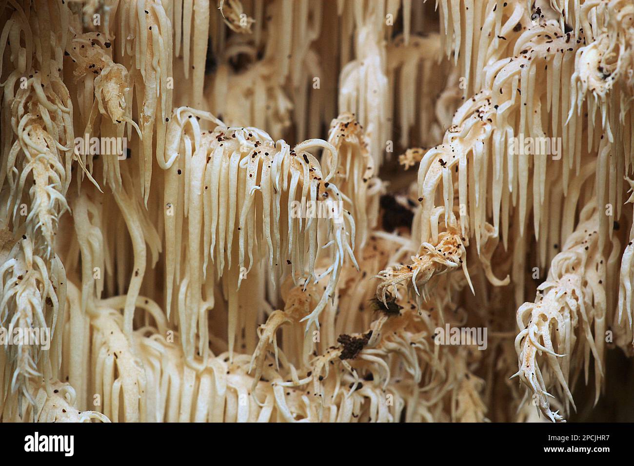 Tooth coral hi-res stock photography and images - Alamy
