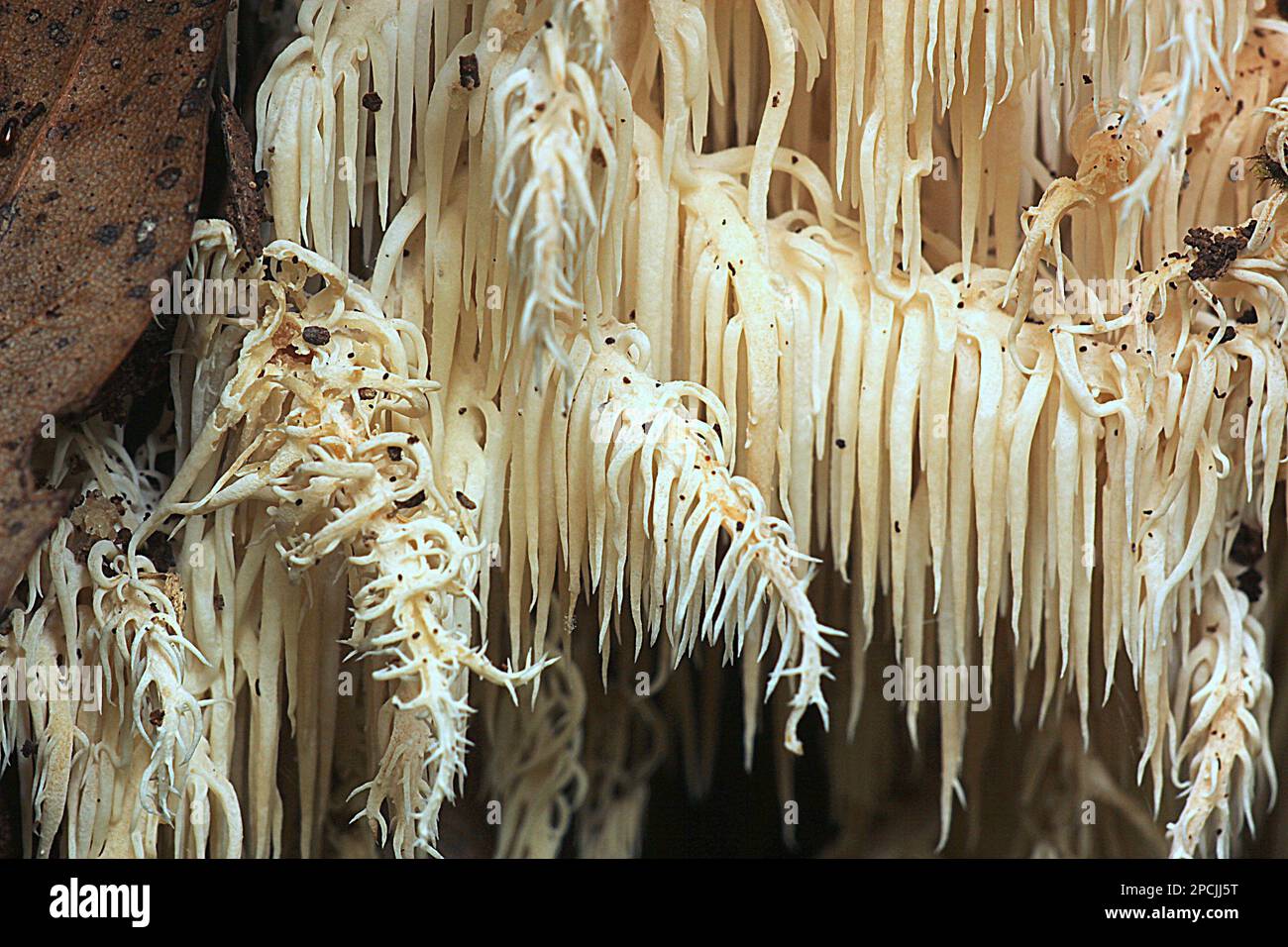 Tooth coral fungus (Hericium sp Stock Photo - Alamy