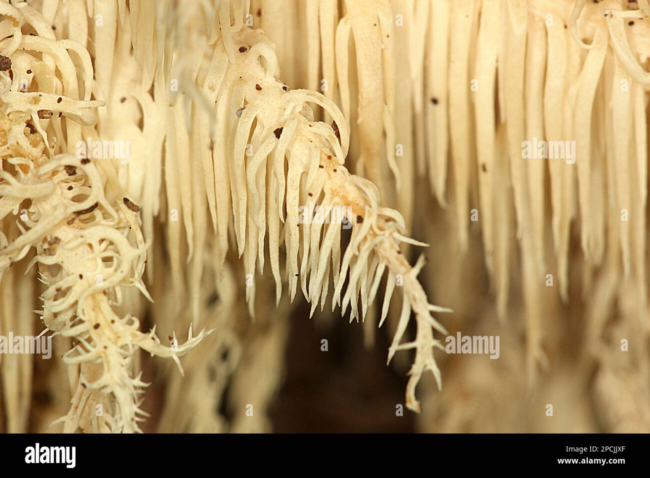 Tooth coral fungus (Hericium sp Stock Photo - Alamy Tooth coral fungus (Hericium sp Stock Photo - Alamy