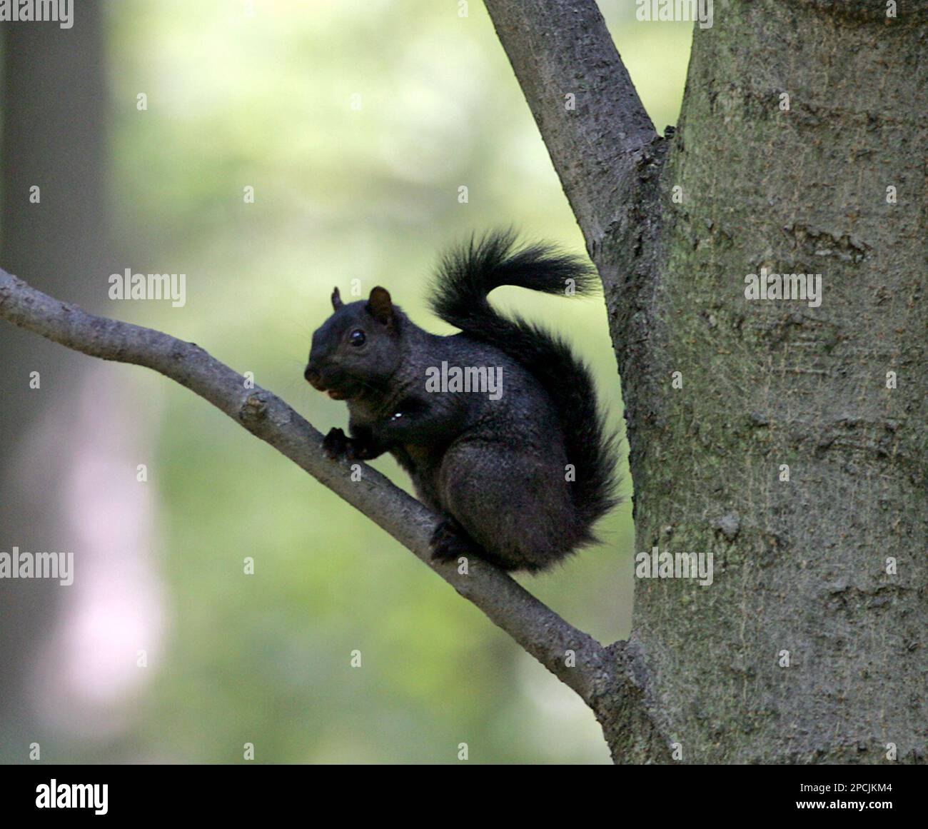 Black Squirrel Kent State