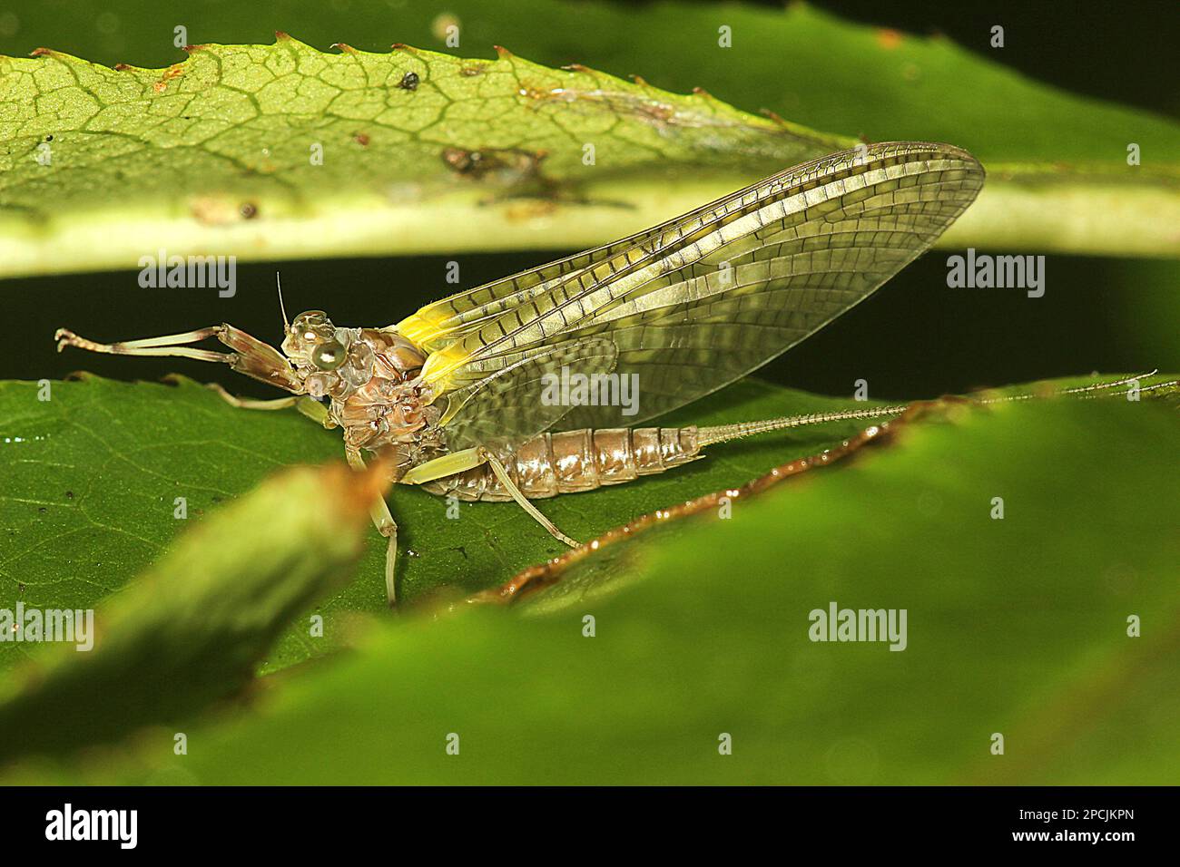 Scalygill mayfly (Coloburiscus humeralis Stock Photo - Alamy
