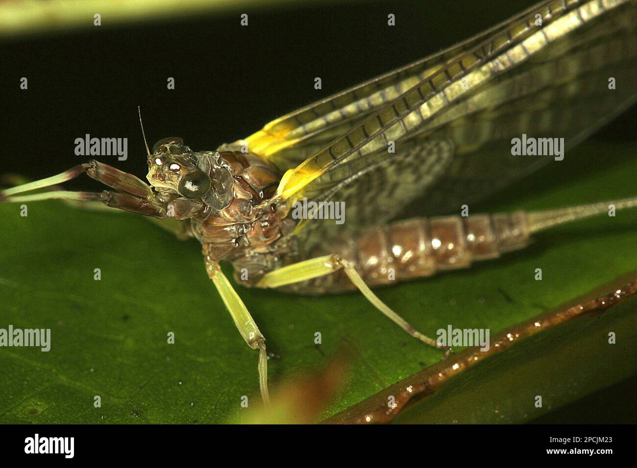 Coloburiscus humeralis hi-res stock photography and images - Alamy