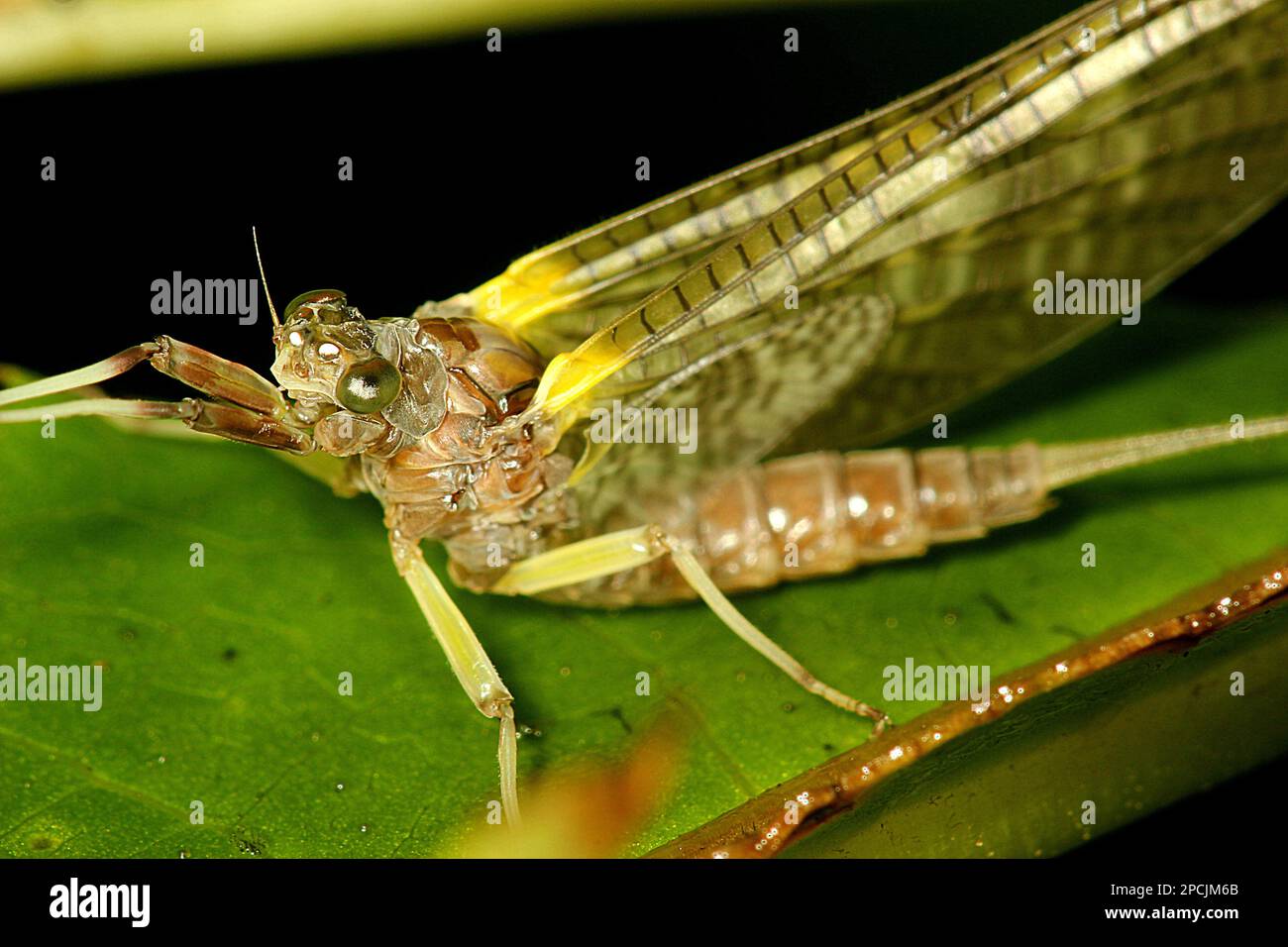 Coloburiscus humeralis hi-res stock photography and images - Alamy