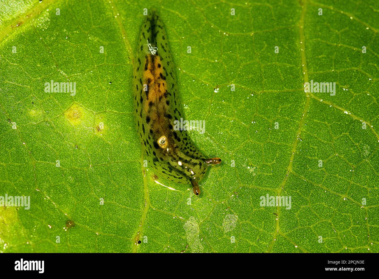 Leaf vein leopard slug Stock Photo - Alamy