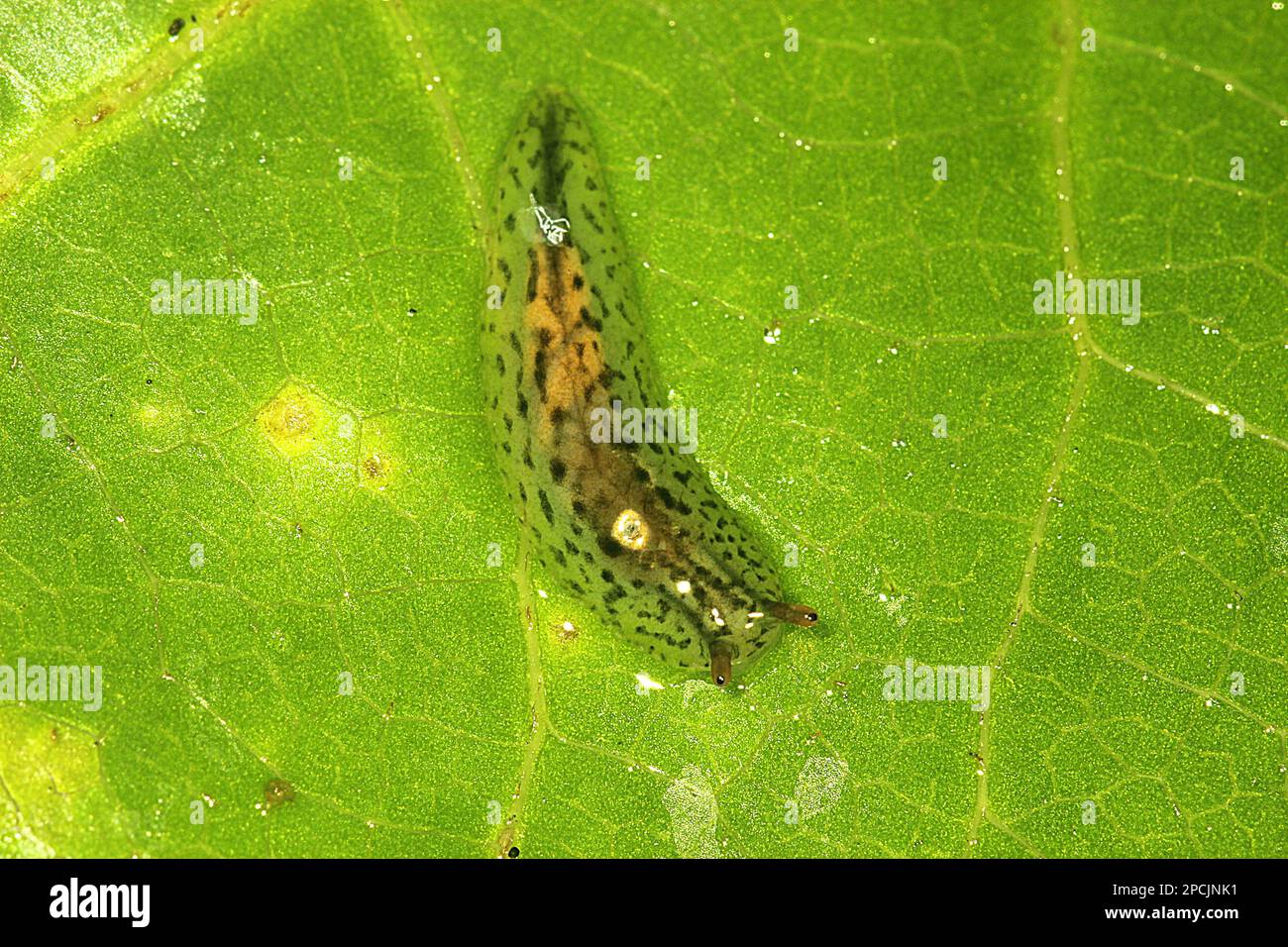 Slug leaf hi-res stock photography and images - Alamy