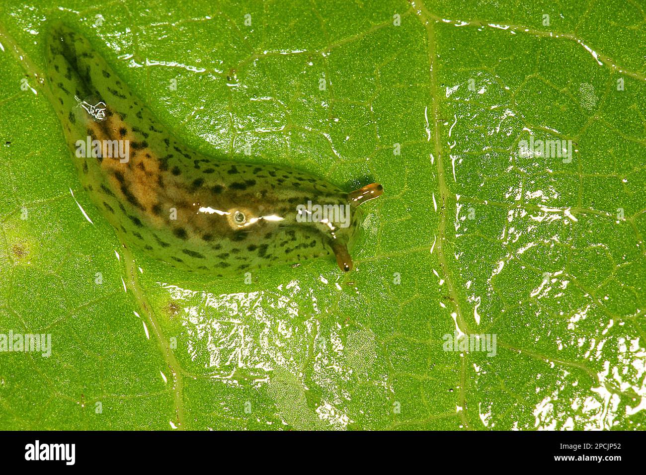 Leaf vein leopard slug Stock Photo - Alamy