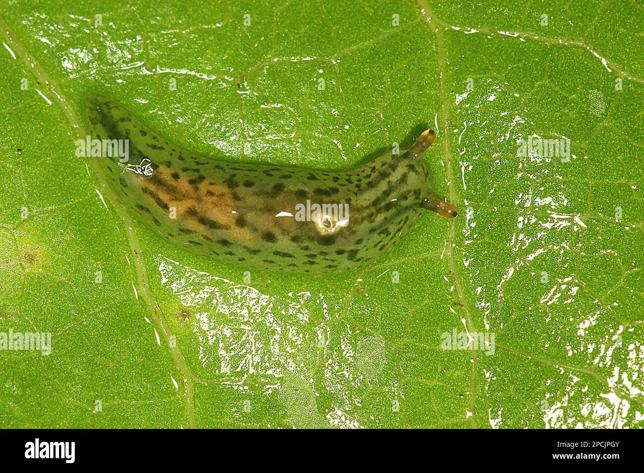 Leaf vein leopard slug Stock Photo - Alamy