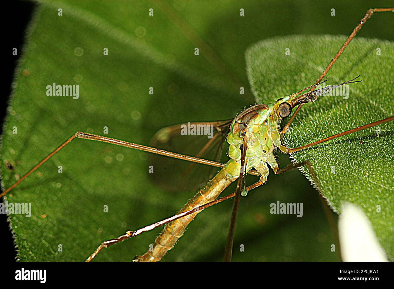 Green cranefly (Leptotarsus sp.)macro Stock Photo - Alamy
