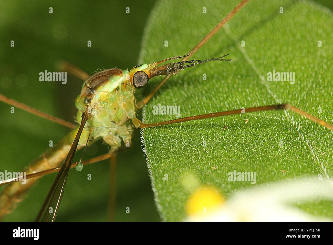 Green cranefly (Leptotarsus sp.)macro Stock Photo - Alamy