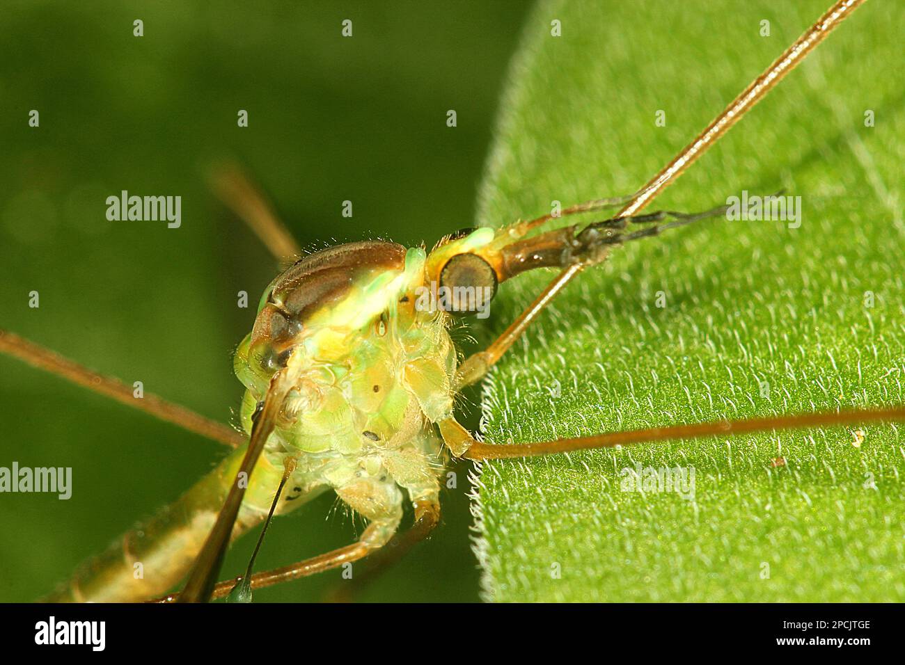 Leptotarsus sp hi-res stock photography and images - Alamy