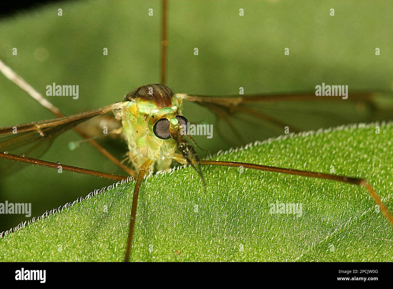 Green cranefly (Leptotarsus sp.)macro Stock Photo - Alamy