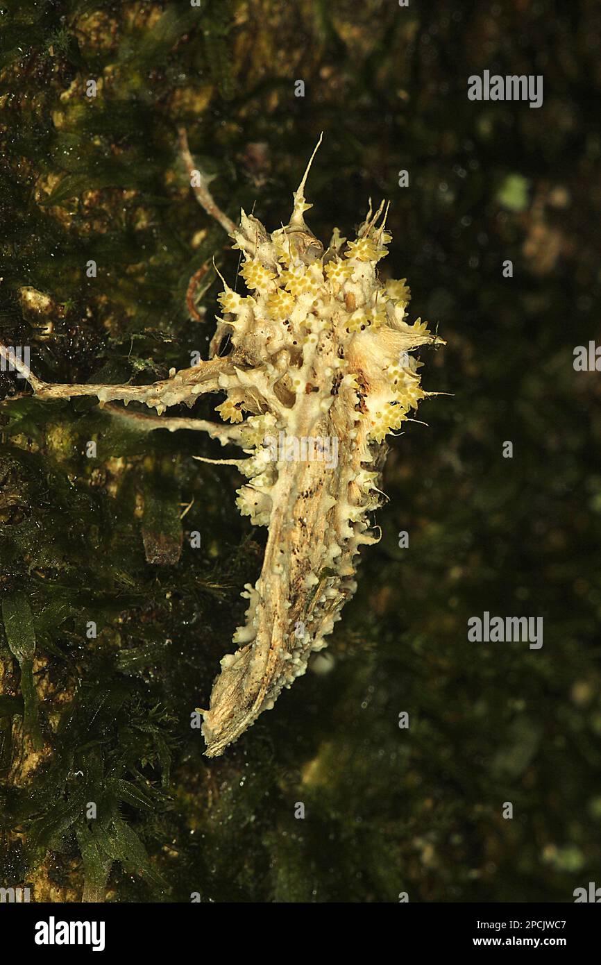Moth infected with cordyceps fungus Stock Photo - Alamy