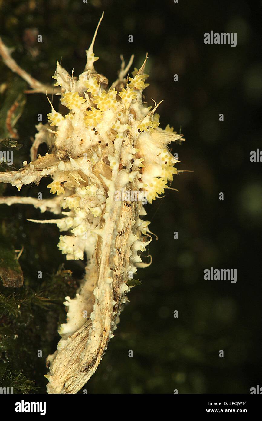 Cordyceps fungus hi-res stock photography and images - Alamy