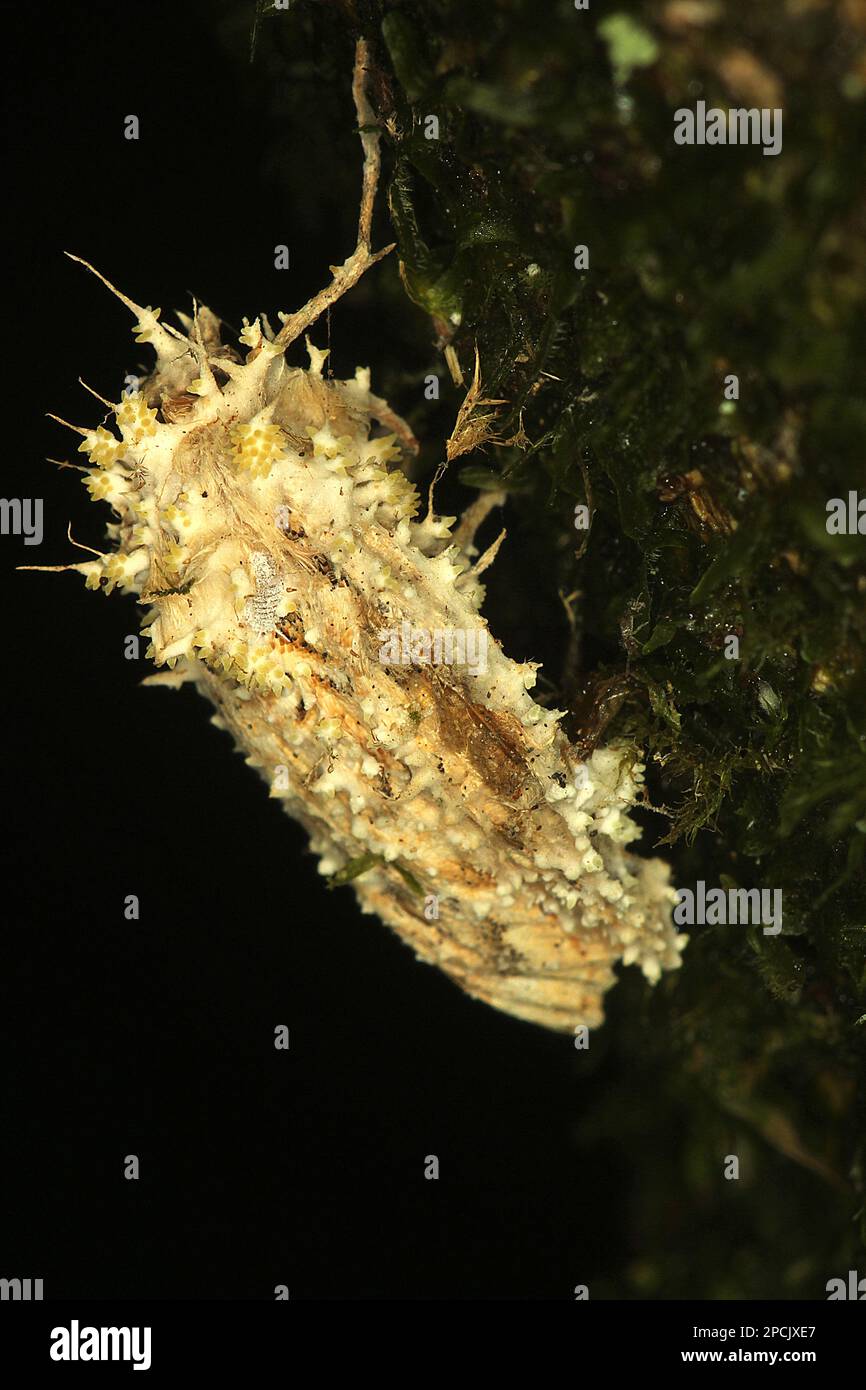 Cordyceps fungus moth hi-res stock photography and images - Alamy