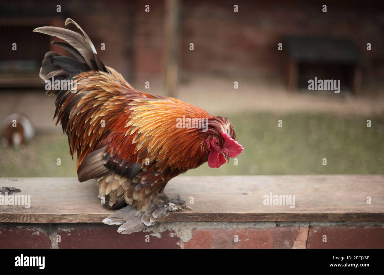 Chicken chickens farm on farm hi-res stock photography and images - Alamy
