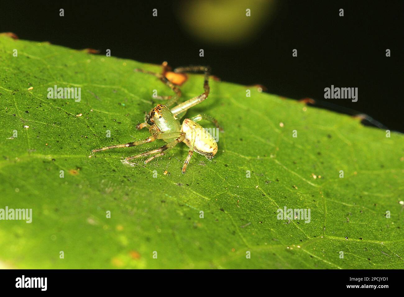 Flower spider (Diaea ambara Stock Photo - Alamy
