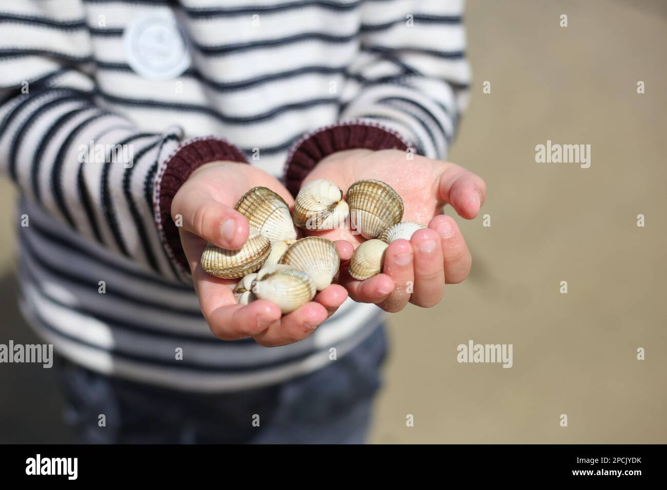 Child holding seashells Stock Photo - Alamy