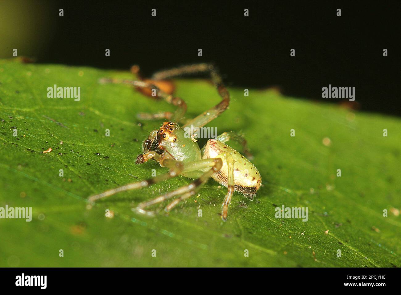 Flower spider (Diaea ambara Stock Photo - Alamy