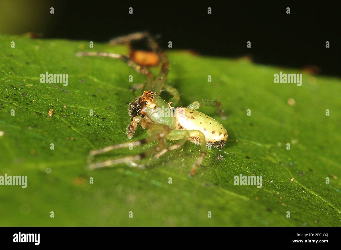 Flower spider (Diaea ambara Stock Photo - Alamy