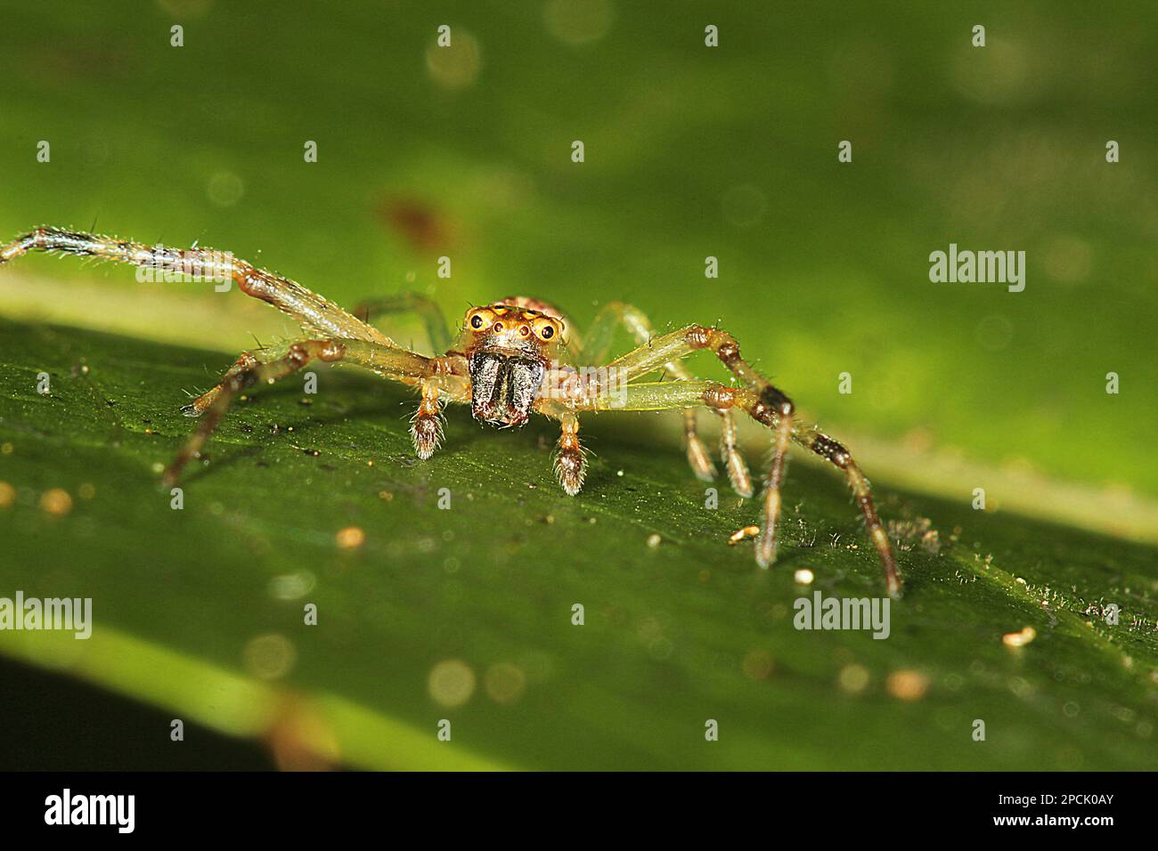 Flower spider (Diaea ambara Stock Photo - Alamy
